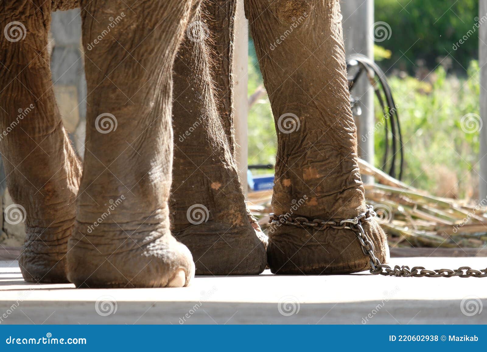 Elephant bondage stock photo. Image of captured, pitiable - 220602938