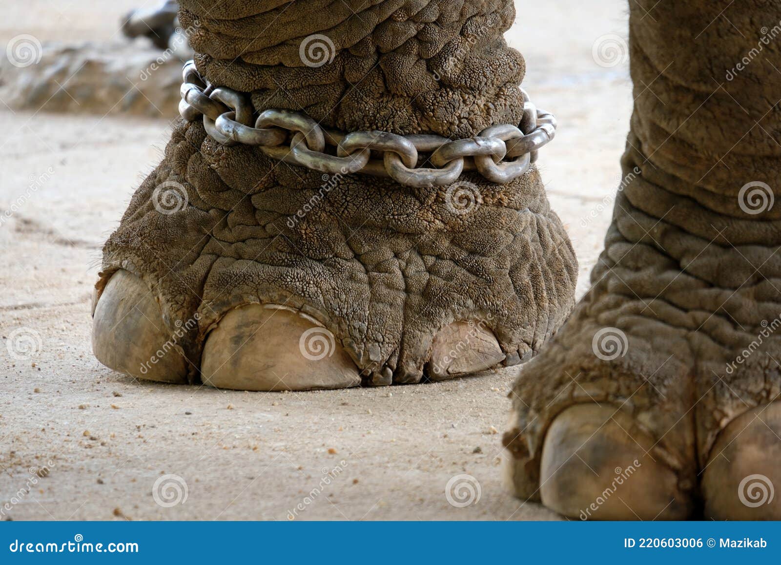 Elephant bondage stock photo. Image of ground, mammal - 220603006