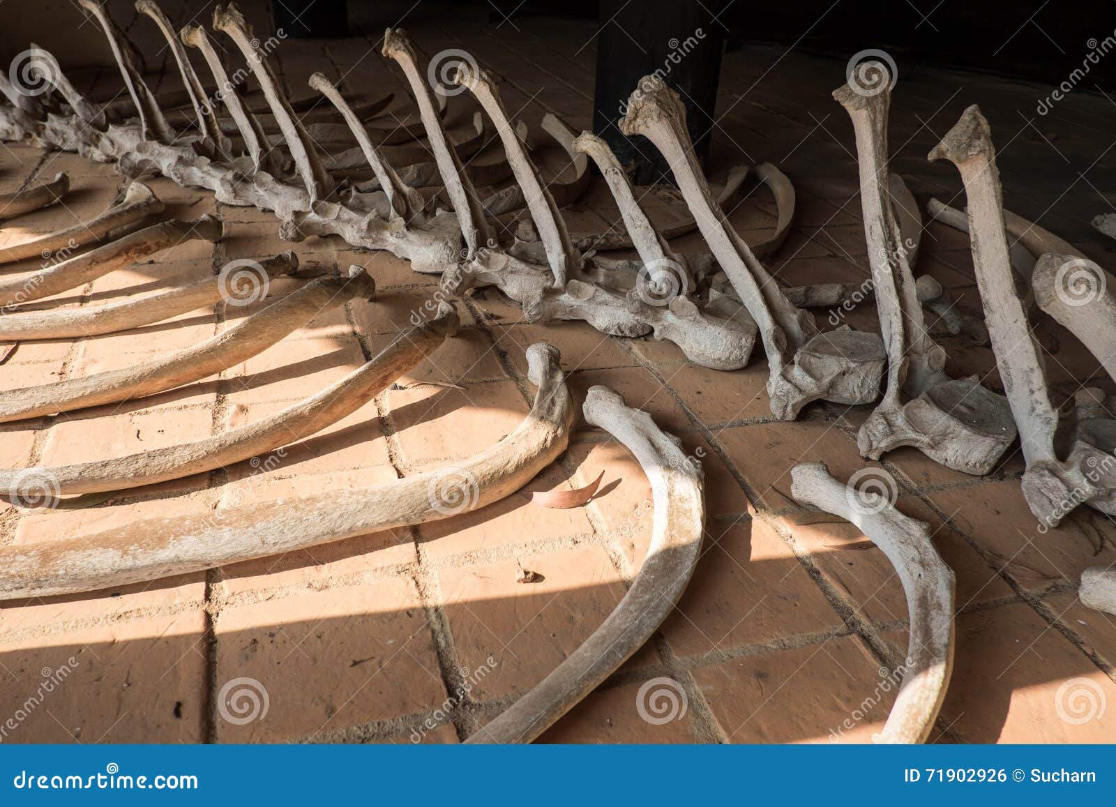 Elephant Bones in Thailand. Stock Photo - Image of african, carcass ...