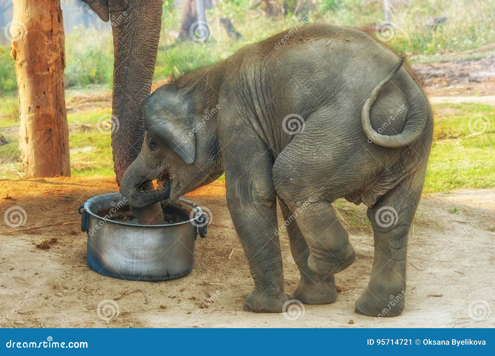 Elephant Breeding Centre in Chitwan, Nepal Stock Image - Image of ...