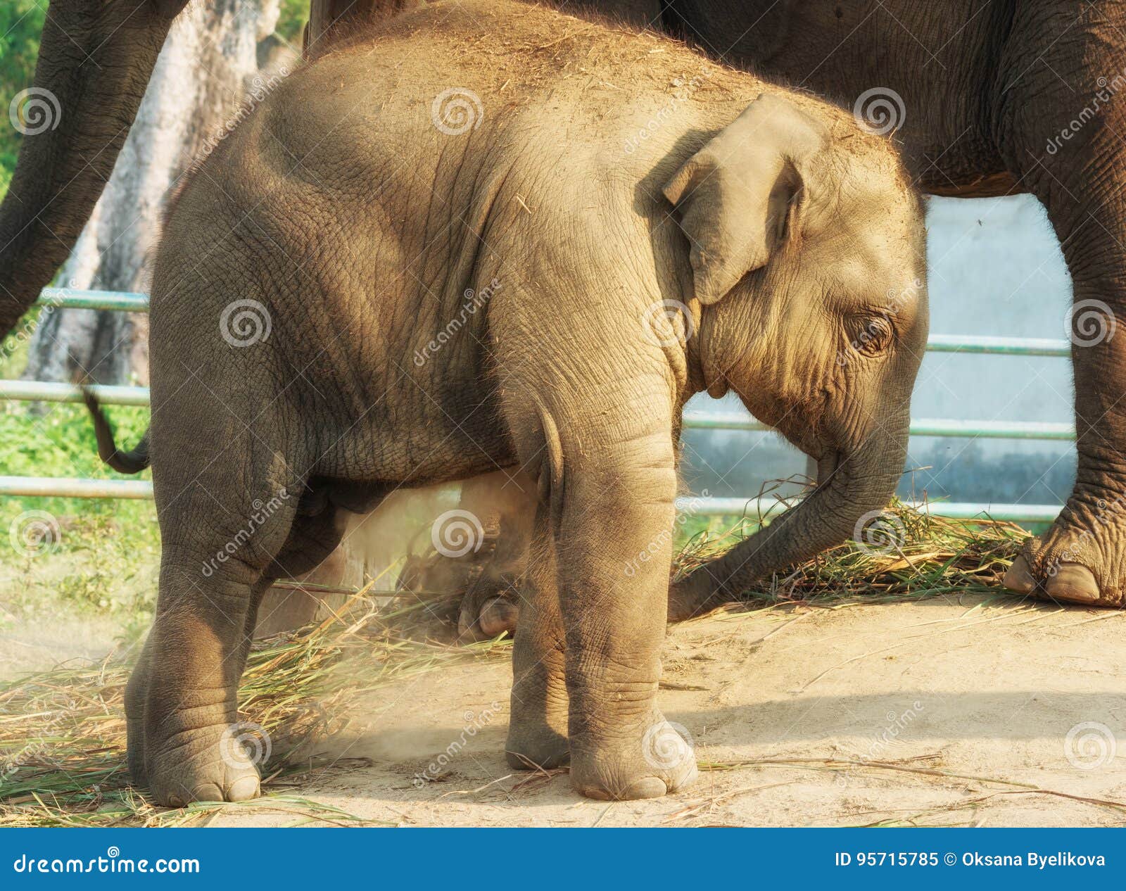 Elephant Breeding Centre in Chitwan, Nepal Stock Image - Image of ...