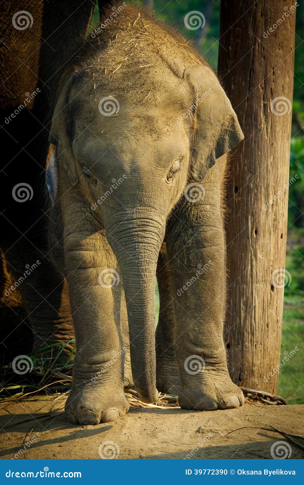 Elephant Breeding Centre in , Nepal Stock Photo - Image of mammal ...