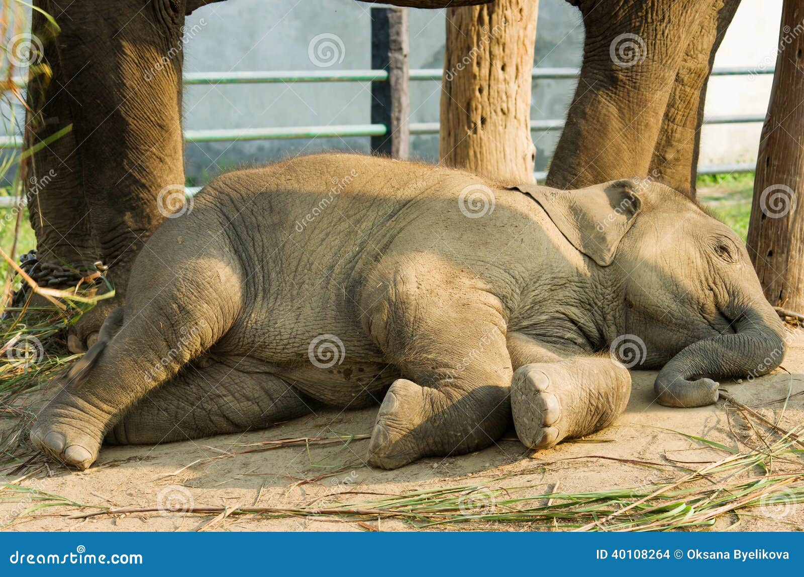 Elephant Breeding Centre in Nepal Stock Photo - Image of nature, nepal ...