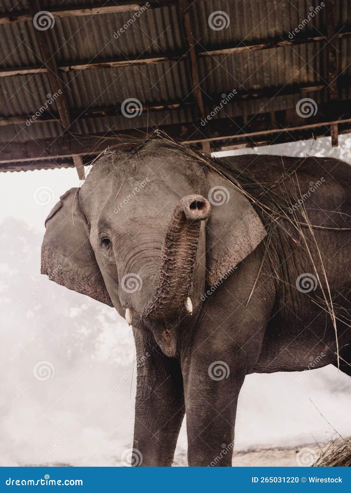 Elephant Breeding in Chitwan in Nepal Stock Photo - Image of mammal ...