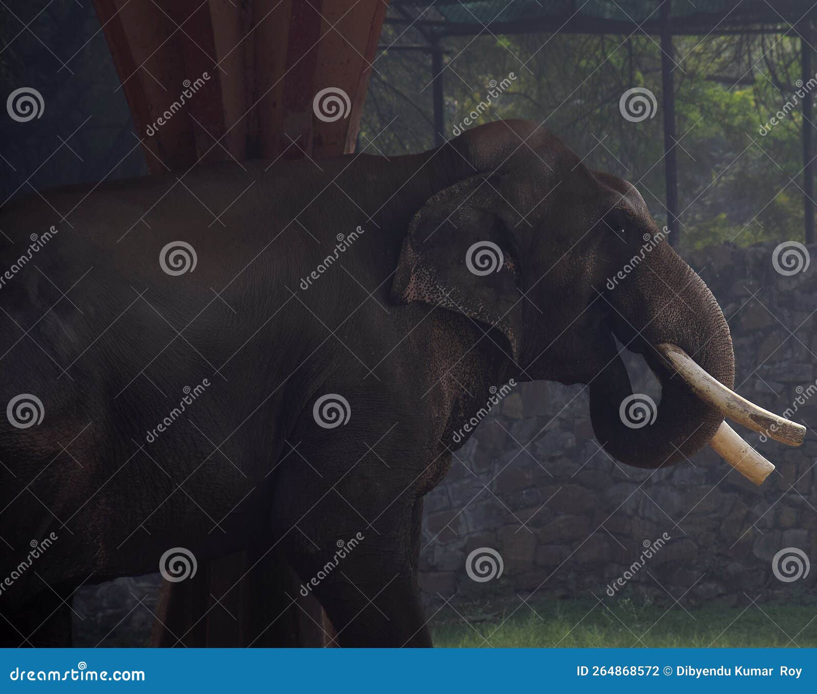 Elephant with broken tusk stock photo. Image of adventure - 264868572