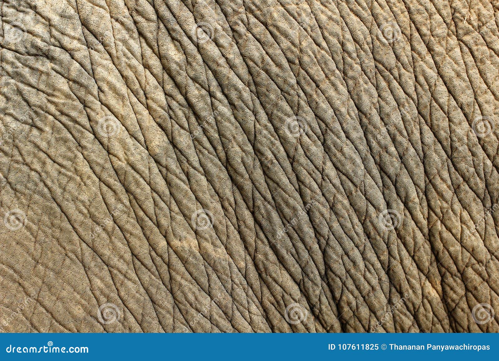 Elephant Skin Texture Background Stock Image - Image of abstract ...