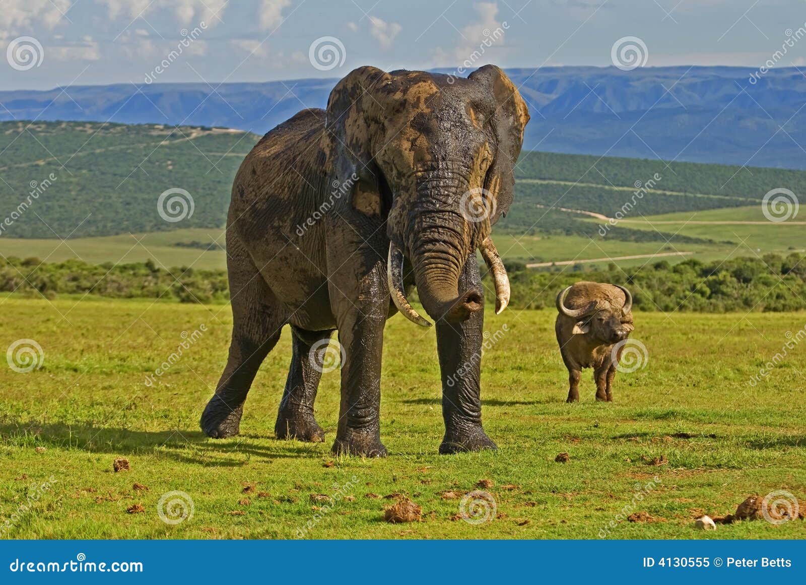 Elephant & Buffalo at Addo Park Stock Image - Image of elephant ...