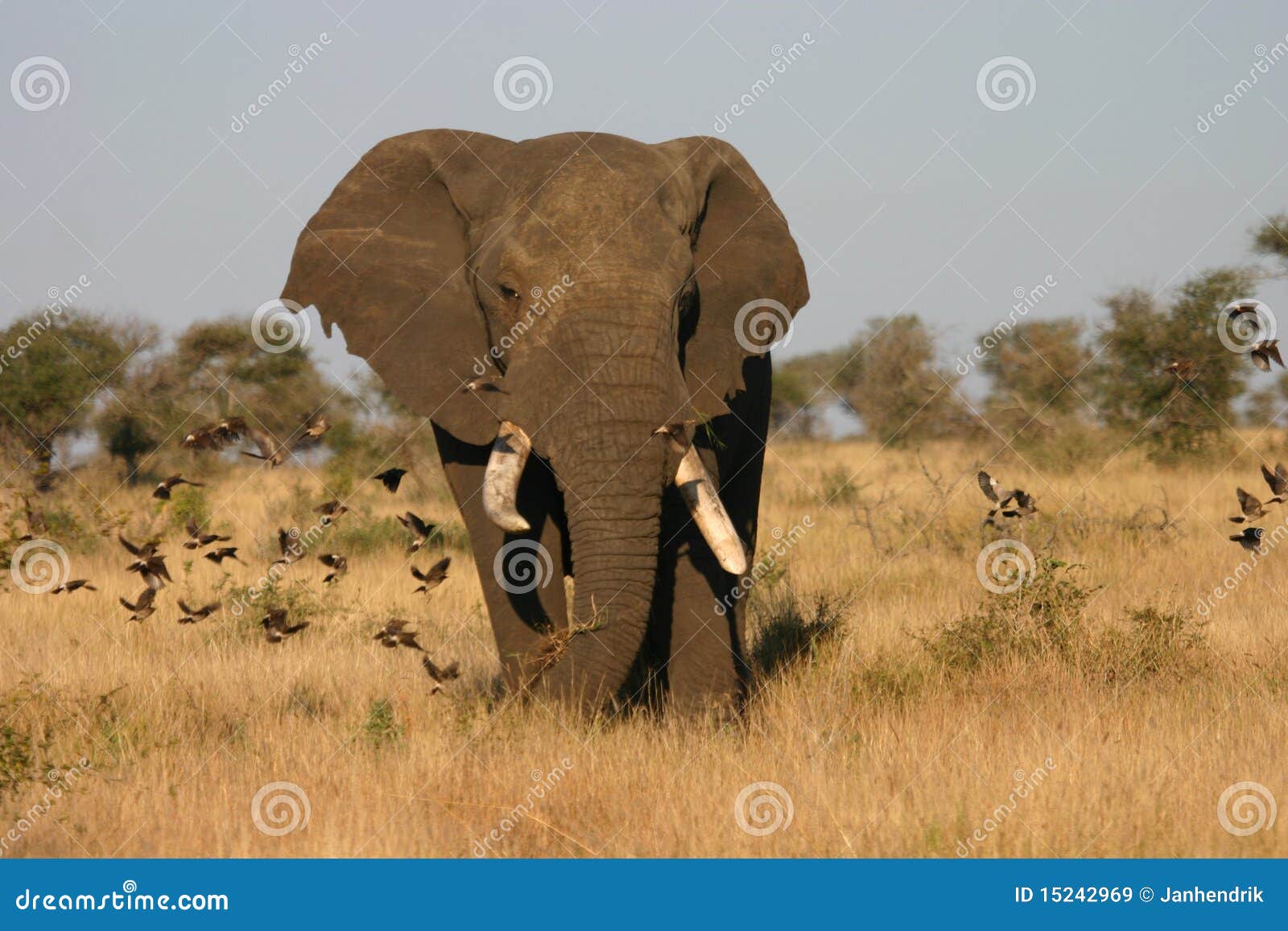 Elephant Bull Silhouette On Sidudu Island. Stock Photo | CartoonDealer ...