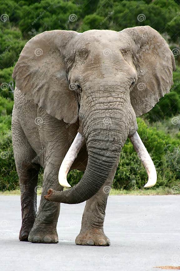 Elephant Bull stock image. Image of park, elephant, african - 2430511