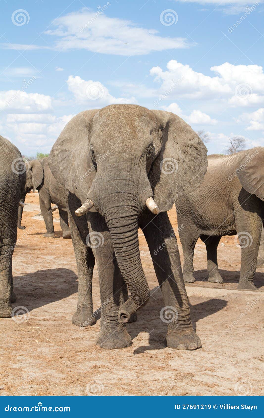 Elephant bull stock image. Image of group, large, front - 27691219