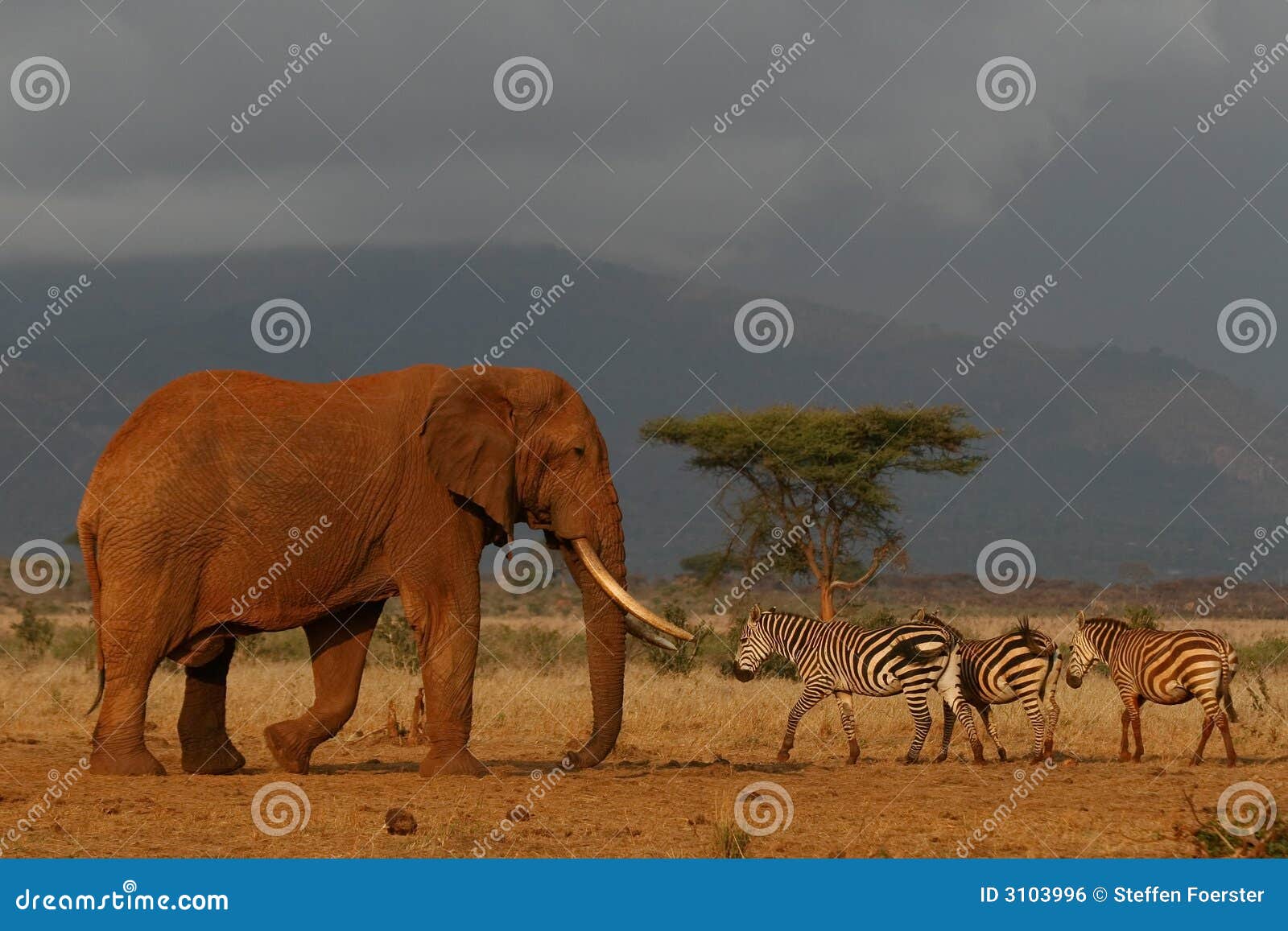 Elephant Bull stock photo. Image of endangered, sand, enormous - 3103996