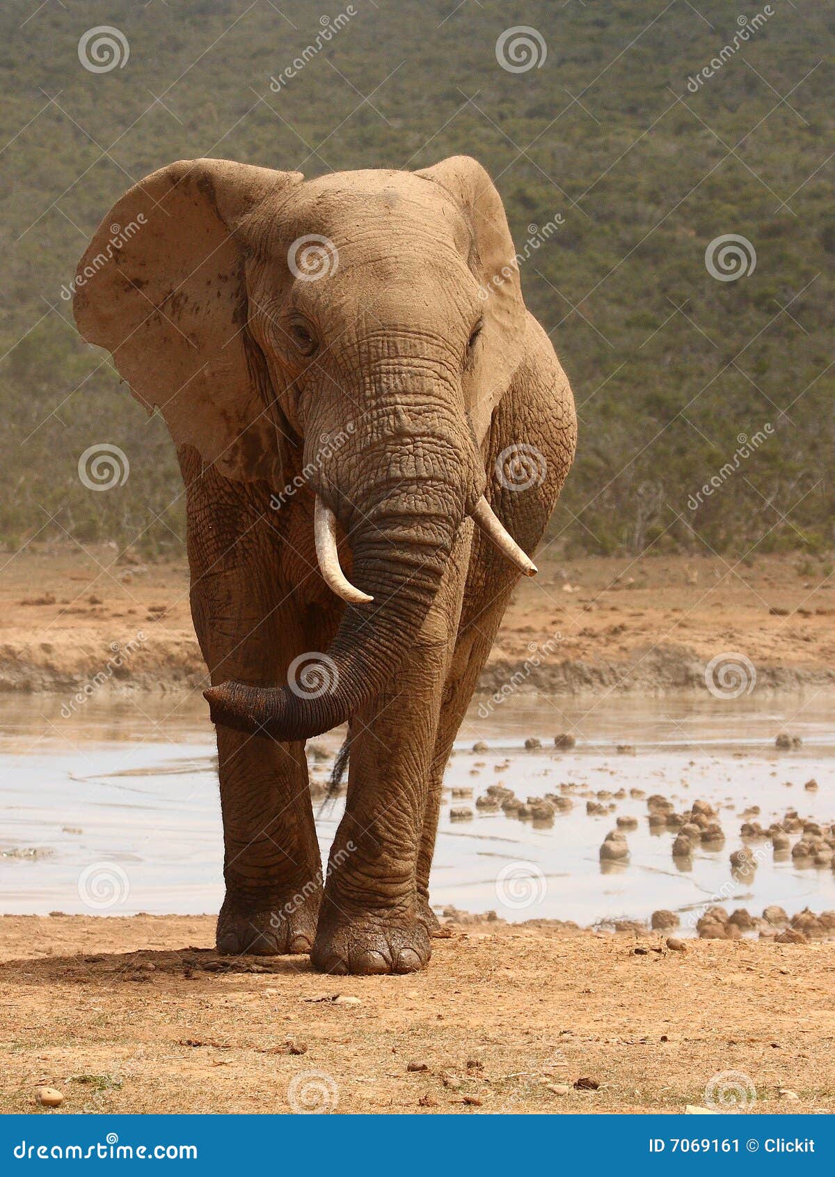 Elephant bull. stock image. Image of spray, wildlife, moving - 7069161