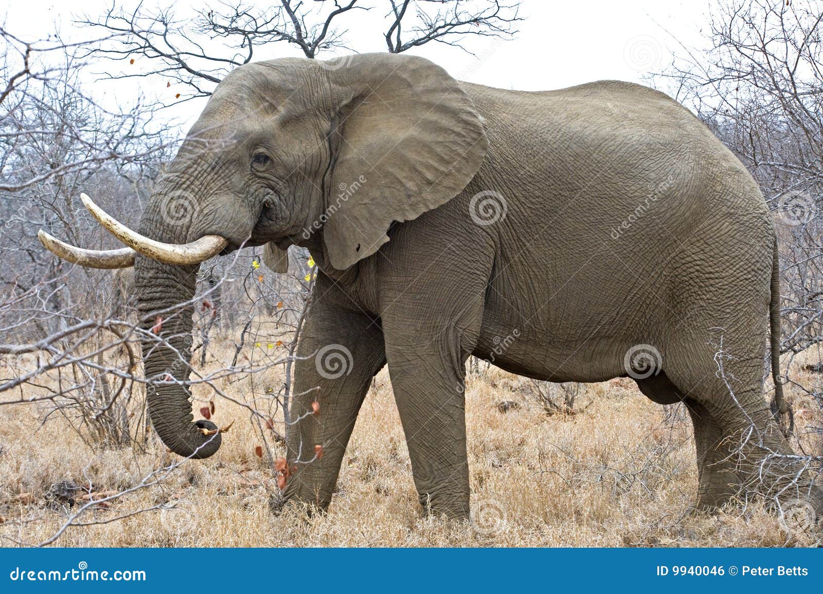 Elephant Bull stock photo. Image of tail, savannah, south - 9940046