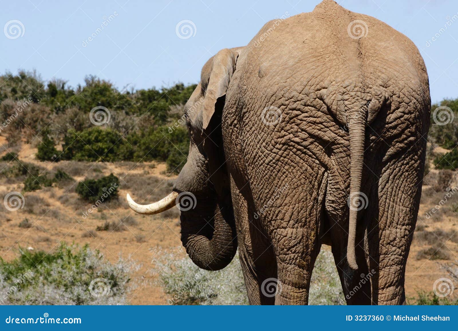 Elephant bull from behind stock photo. Image of drinking - 3237360