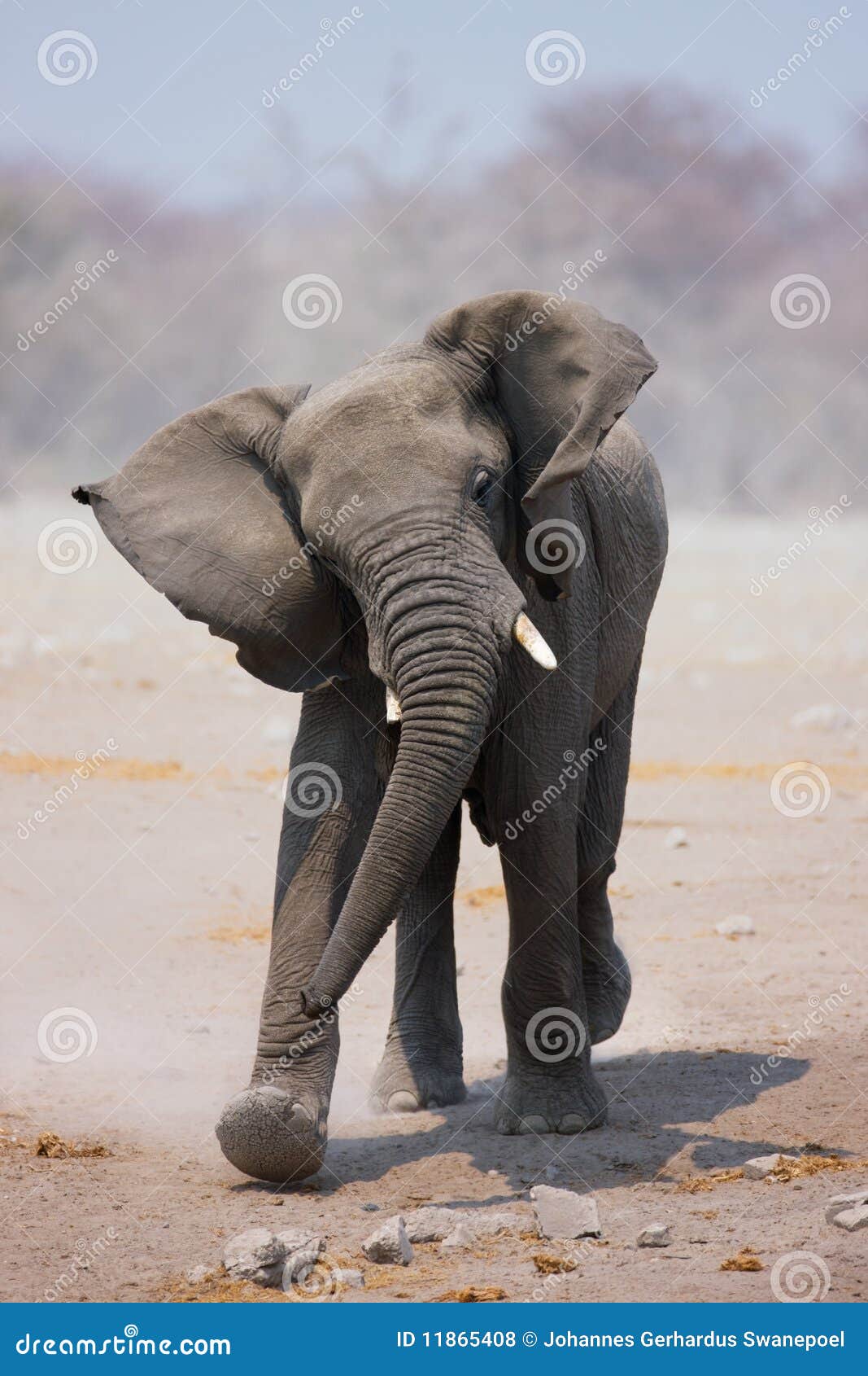 Elephant bull charging stock photo. Image of nature, open - 11865408