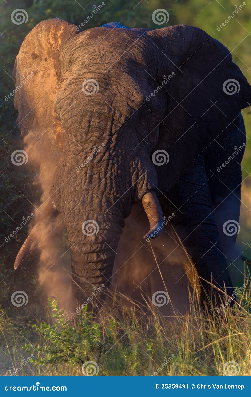 Elephant Bull Dusting stock image. Image of bull, africa - 25359491