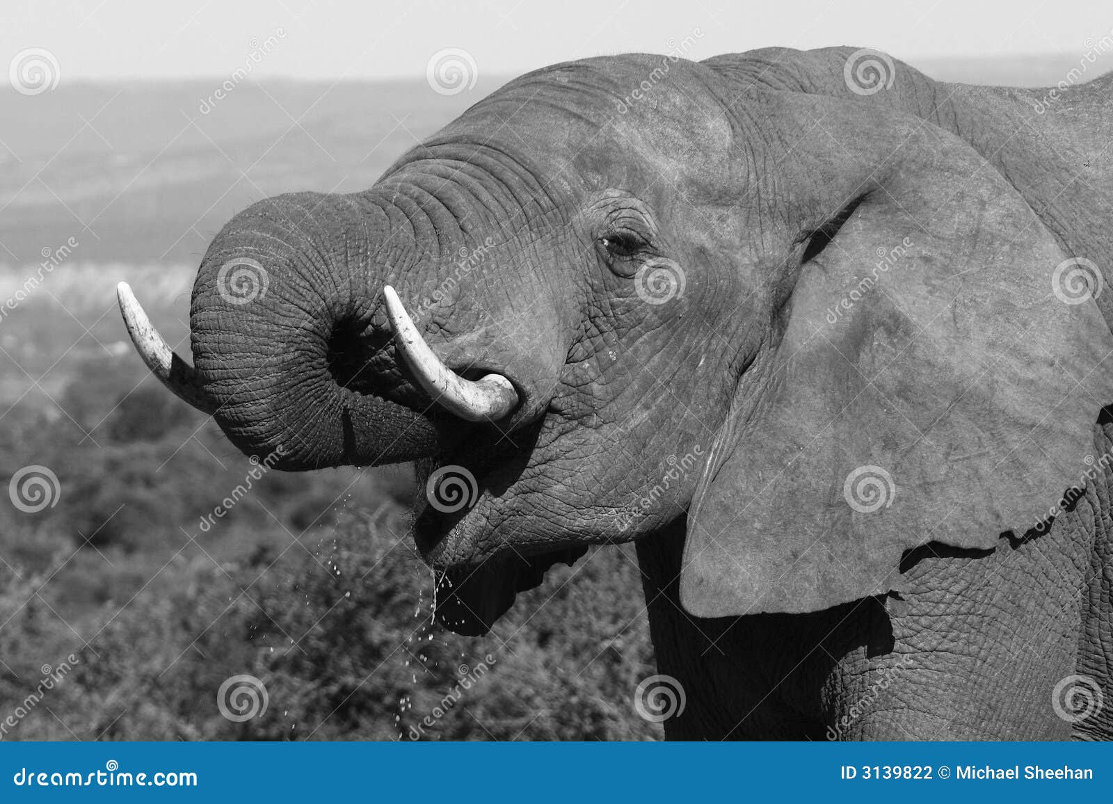 African Bull Elephant Head