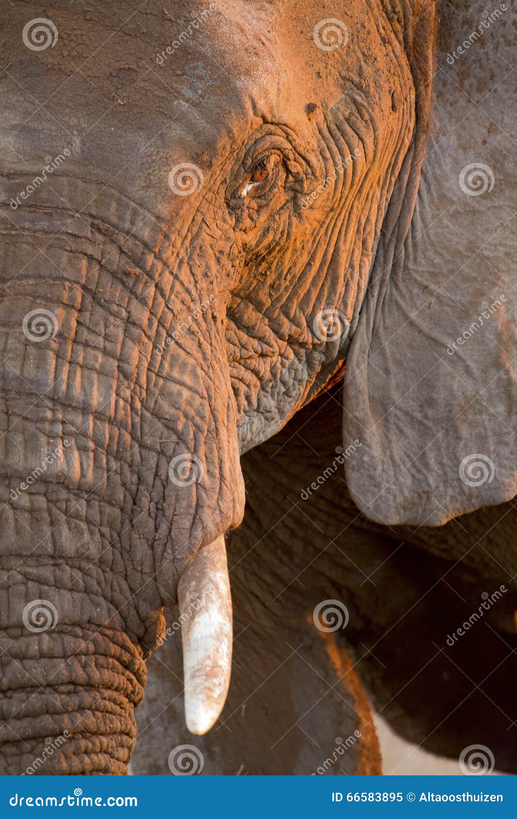Elephant Bull S Head with Small Teeth Stock Image - Image of tooth ...