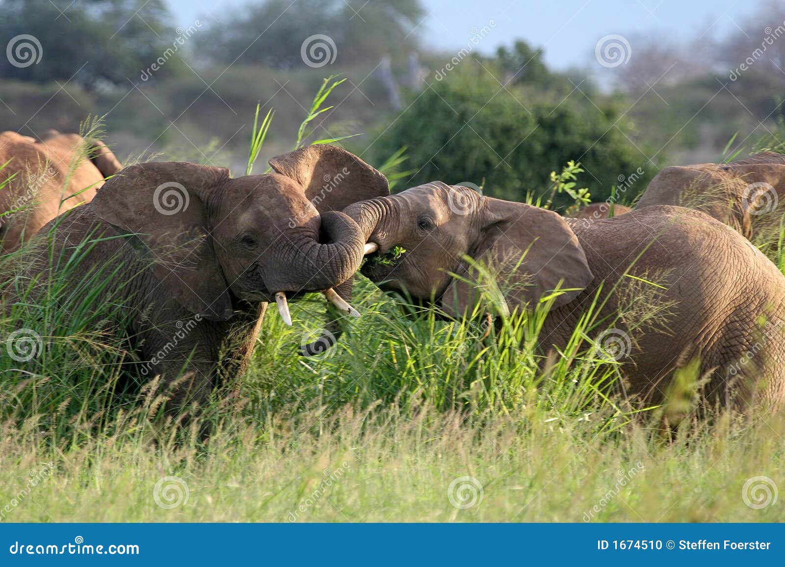 Elephant Bulls stock photo. Image of elephant, trunks - 1674510