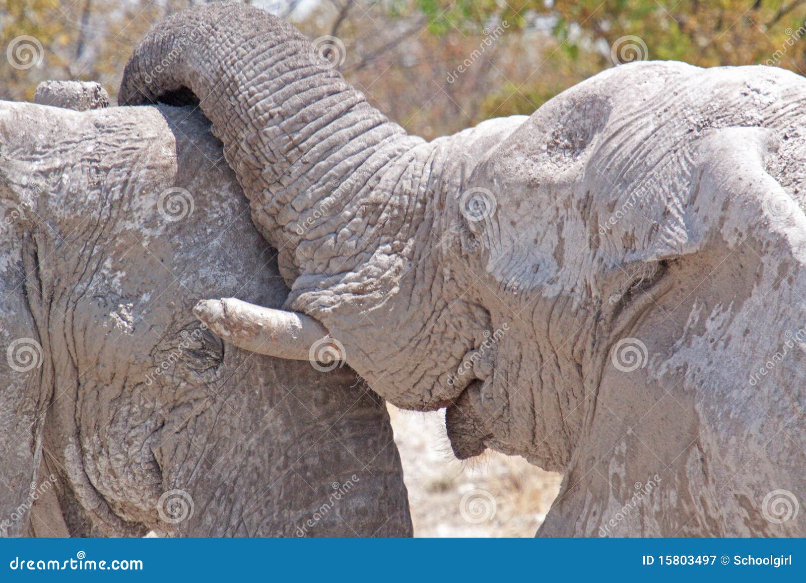 Elephant Bulls (Elephantidae) Stock Image - Image of etosha ...