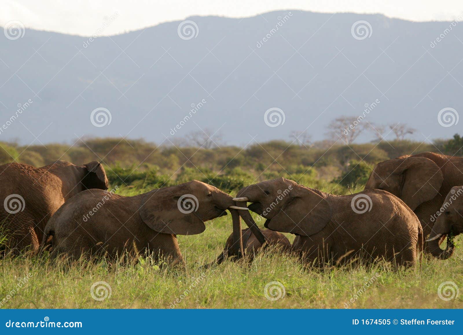 Elephant Bulls Sharing Water Royalty-Free Stock Image | CartoonDealer ...