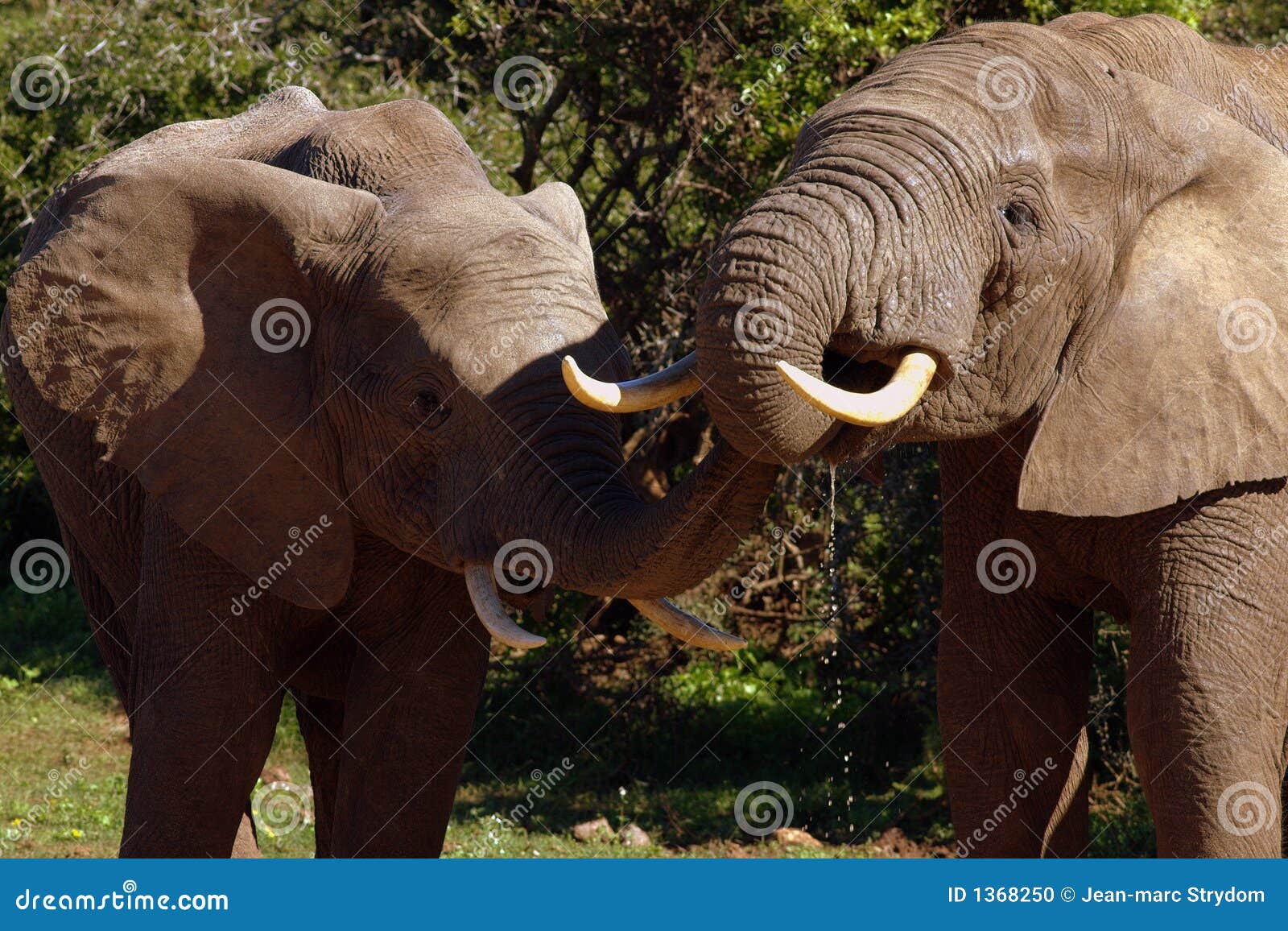 Elephant Bulls Sharing Water Royalty-Free Stock Image | CartoonDealer ...