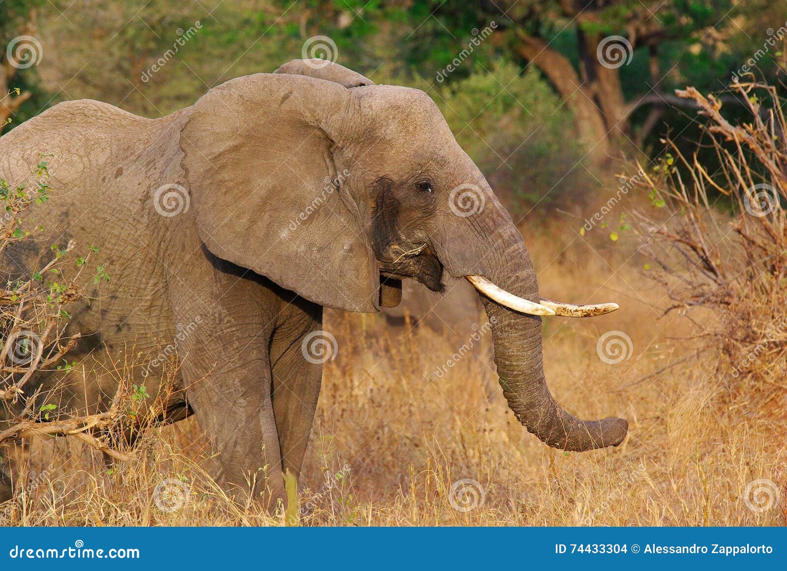 Elephant in the bush stock photo. Image of bushes, mammals - 74433304