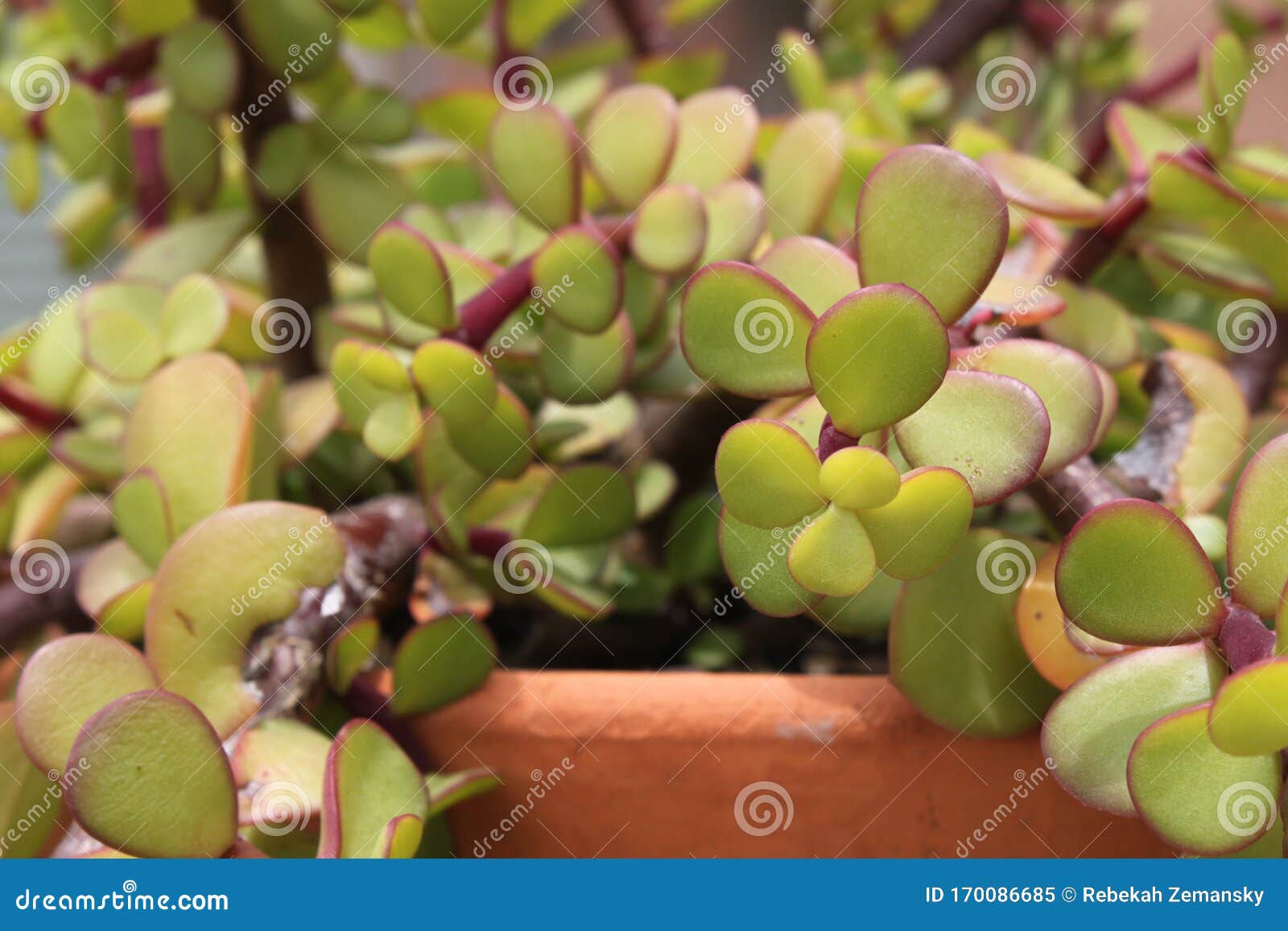 Elephant plant 5498 stock image. Image of background - 170086685