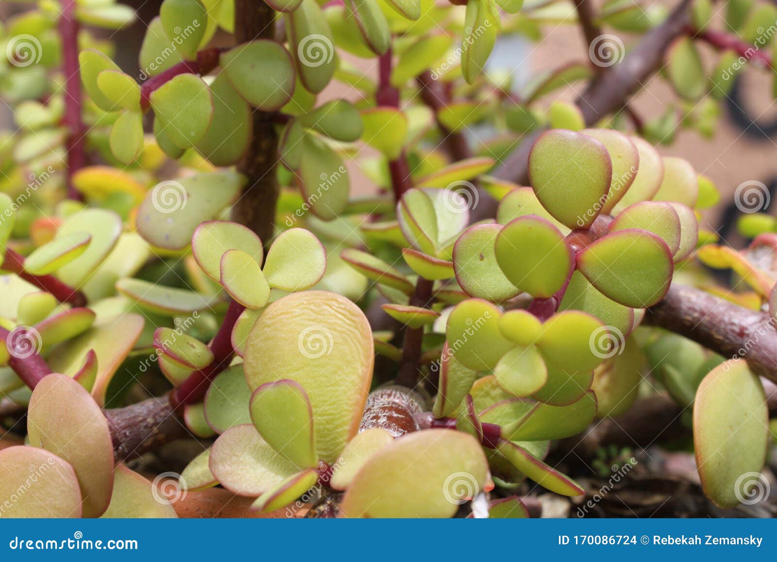 Elephant plant 5496 stock photo. Image of arid, desert - 170086724