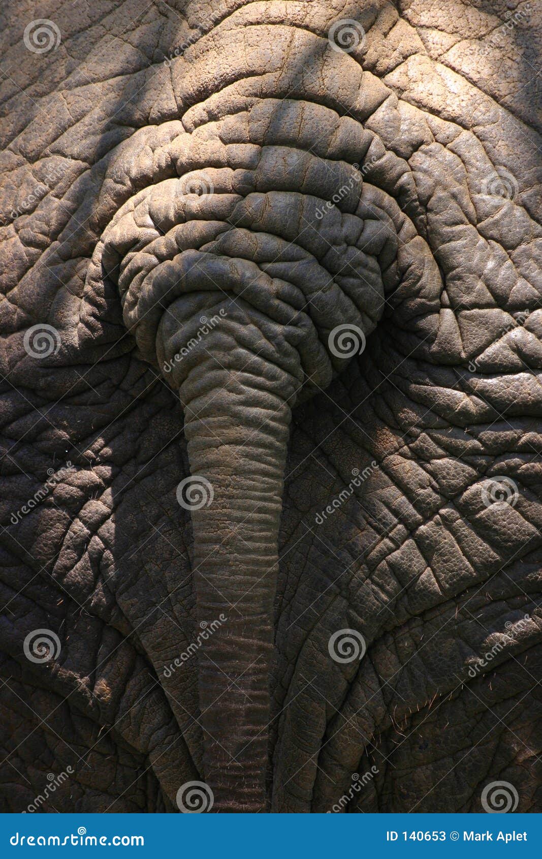 Elephant stock image. Image of hind, ecology, rear, biology - 140653