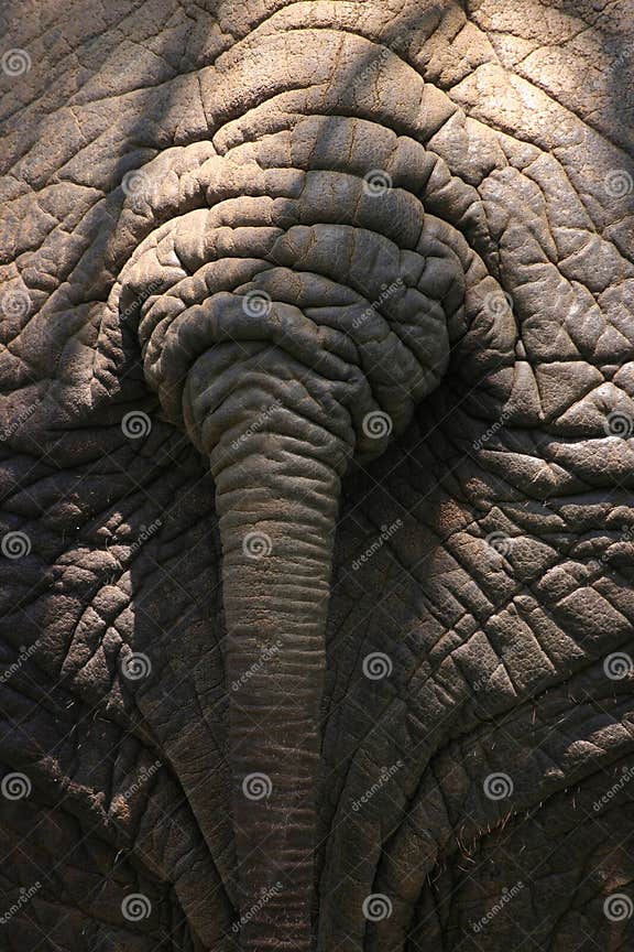 Elephant stock image. Image of hind, ecology, rear, biology - 140653