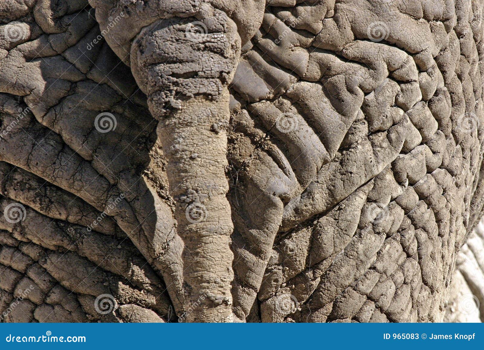 Elephant stock image. Image of gross, rugged, armor, animals - 965083