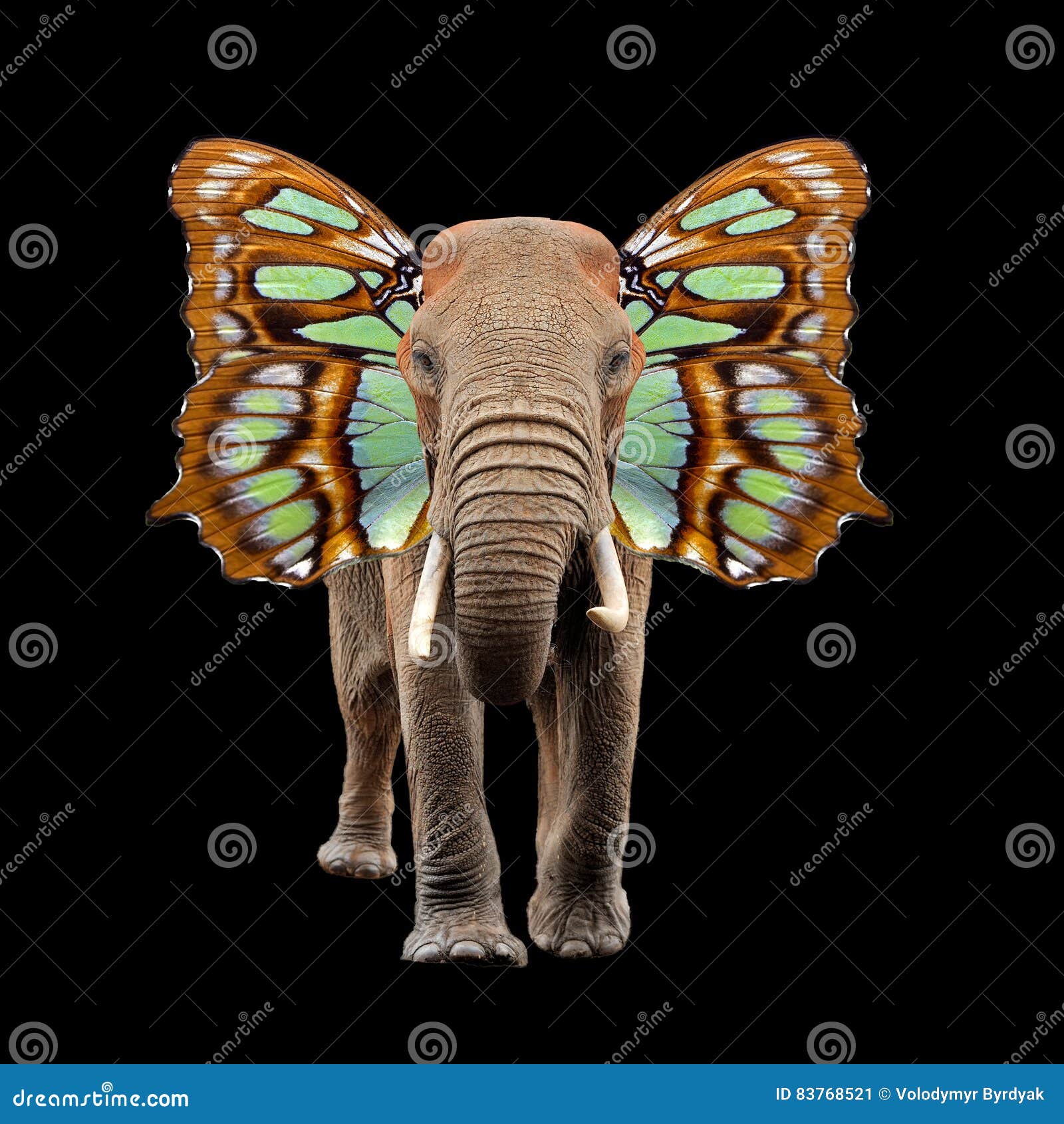 Close-up Of Elephant Face Stock Photo | CartoonDealer.com #44774712