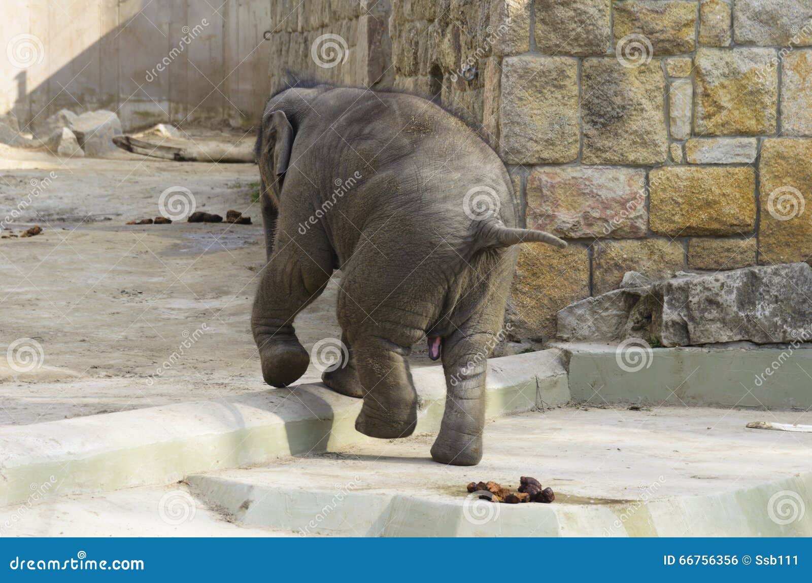 Elephant in cage stock photo. Image of fence, outdoors - 66756356
