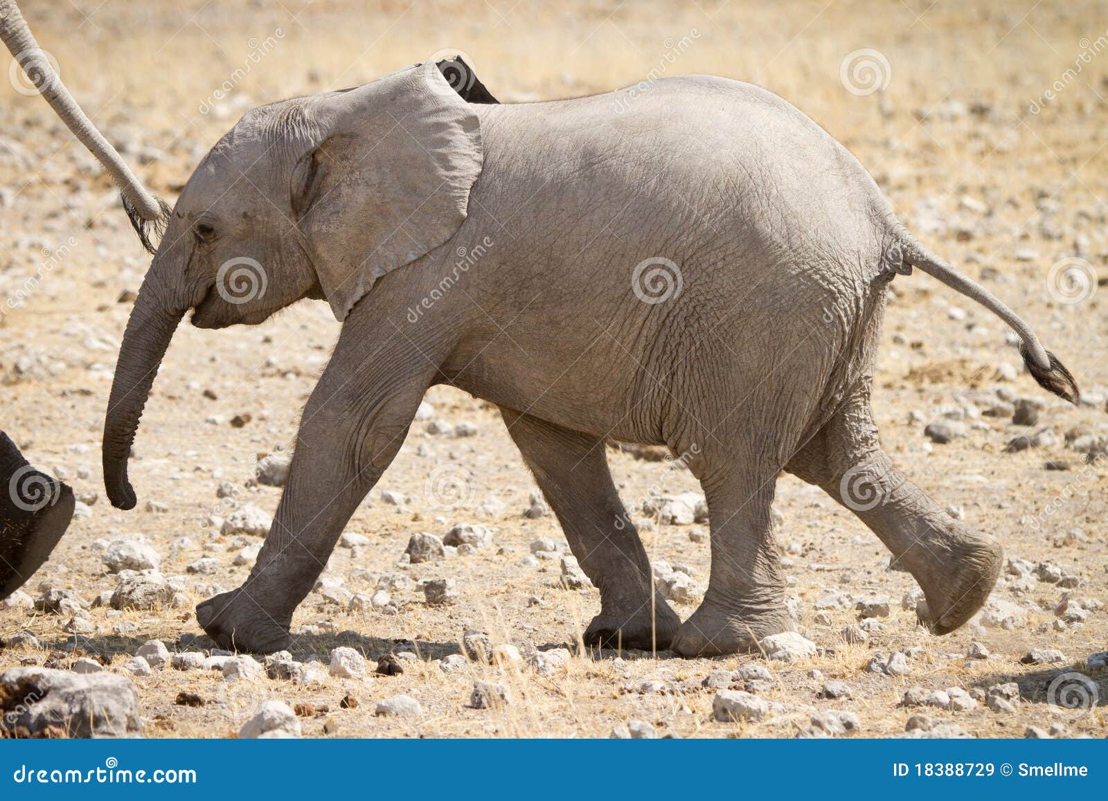 Elephant Calf Eating Grass Royalty-Free Stock Photography ...