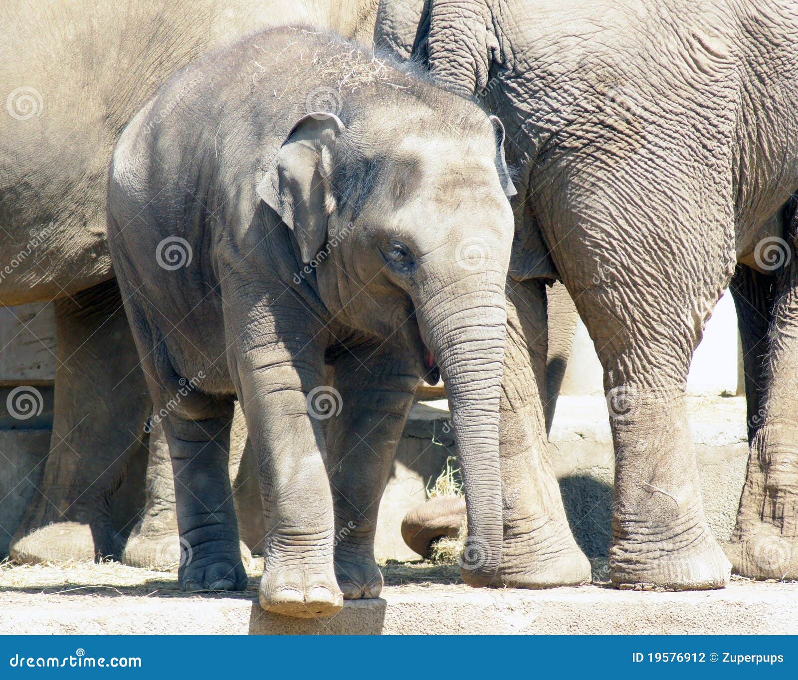 Elephant calf stock photo. Image of baby, national, huge - 19576912
