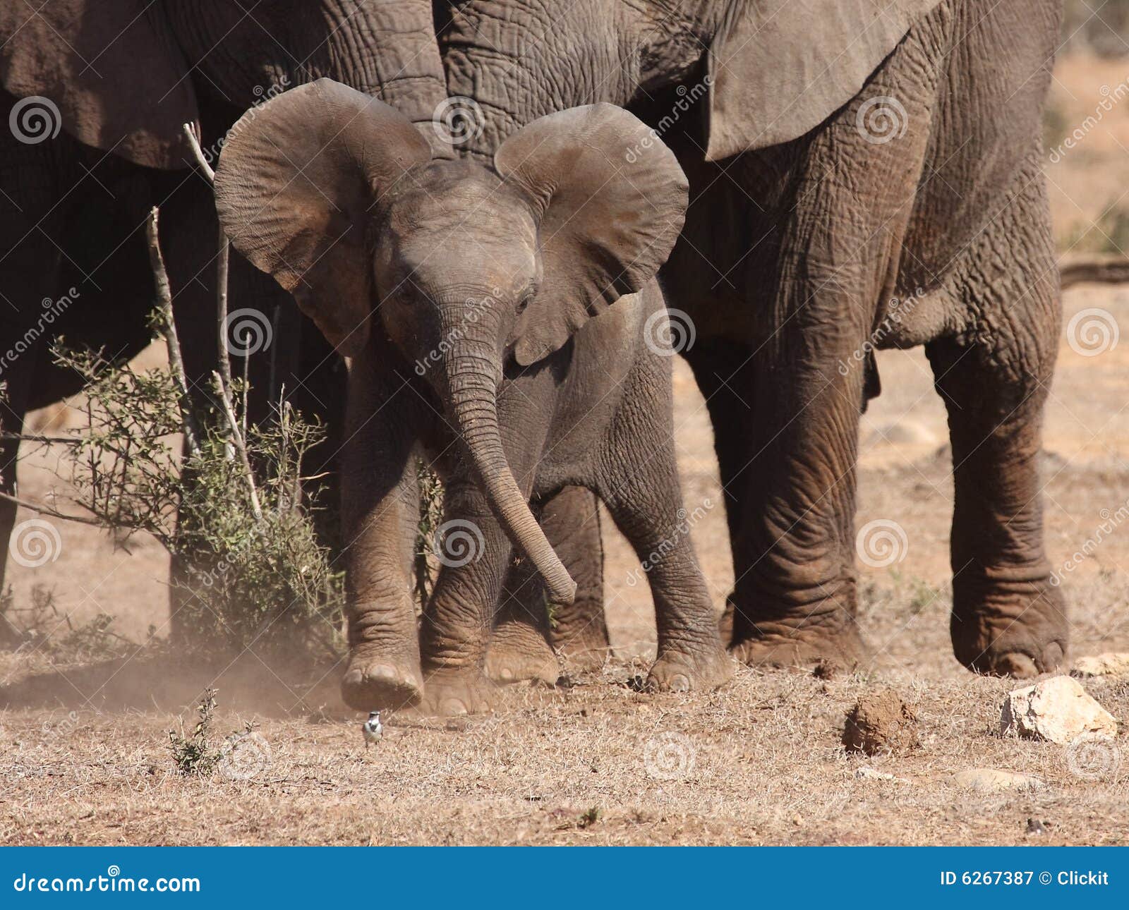 Elephant Calf Attacks Wagtail. Stock Image - Image of scary, huge: 6267387