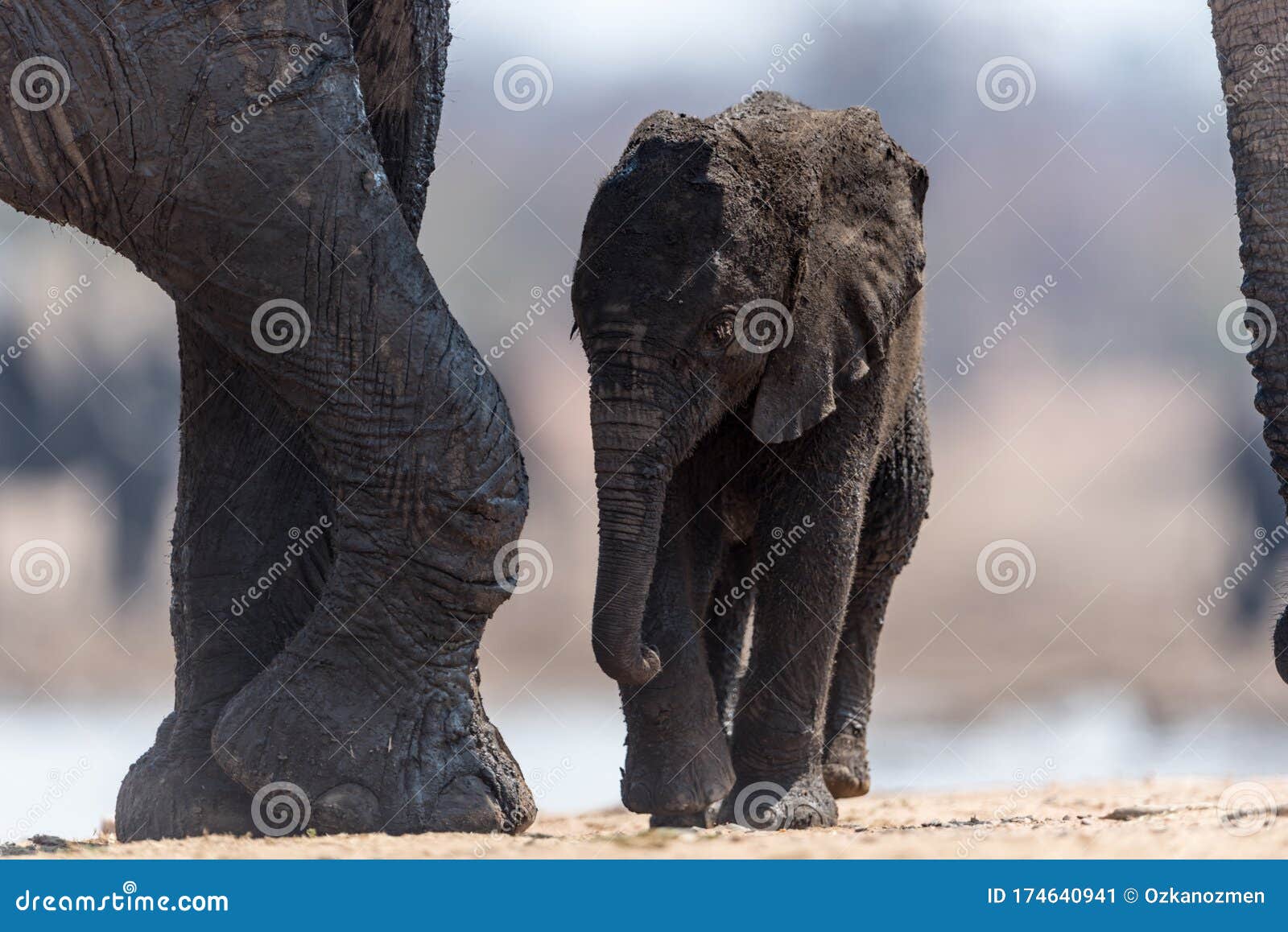 Elephant Calf, Baby Elephant Stock Image - Image of animal, park: 174640941