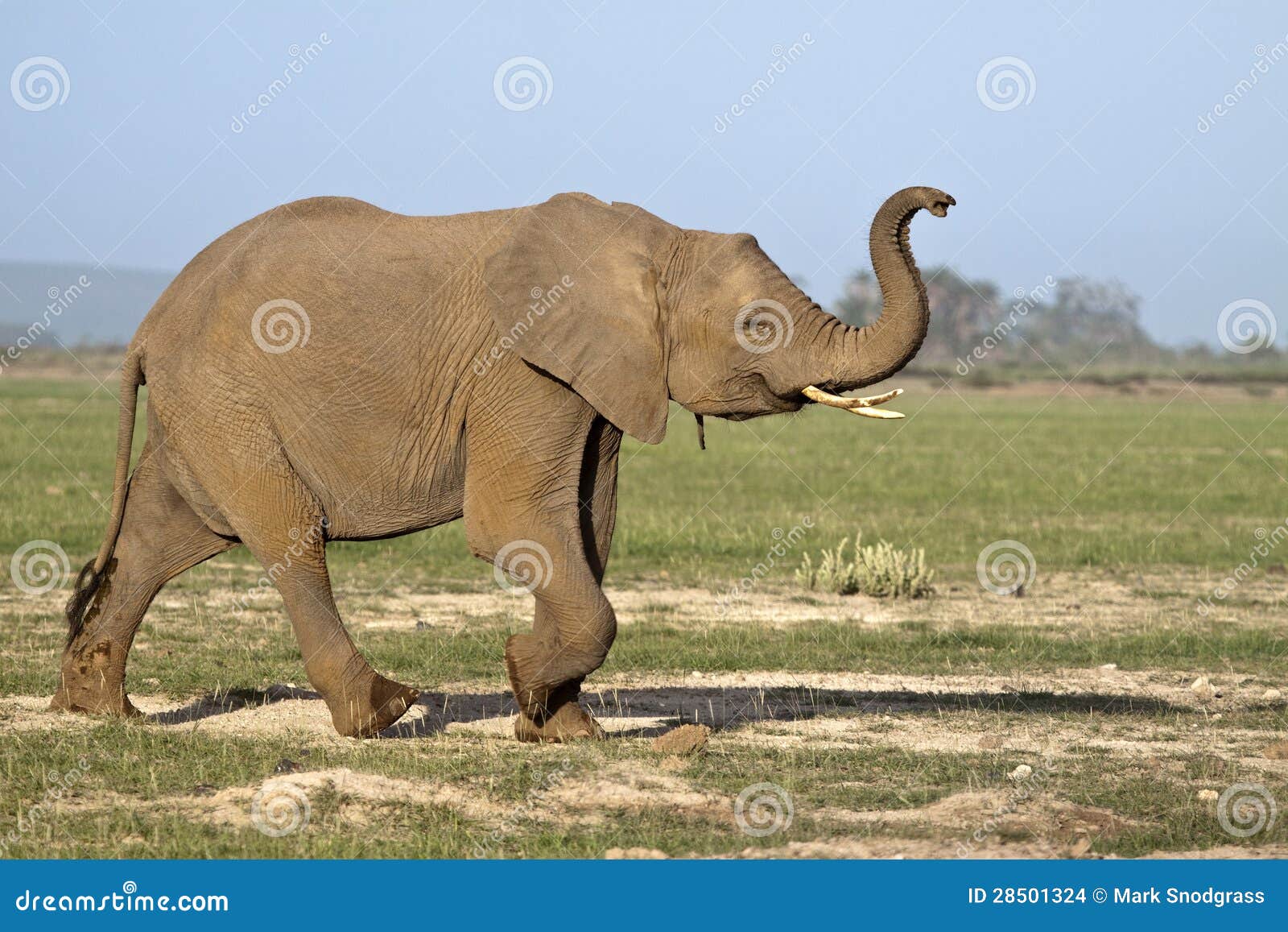 Elephant Calf Raising Trunk Stock Photo - Image of safari, africa: 28501324
