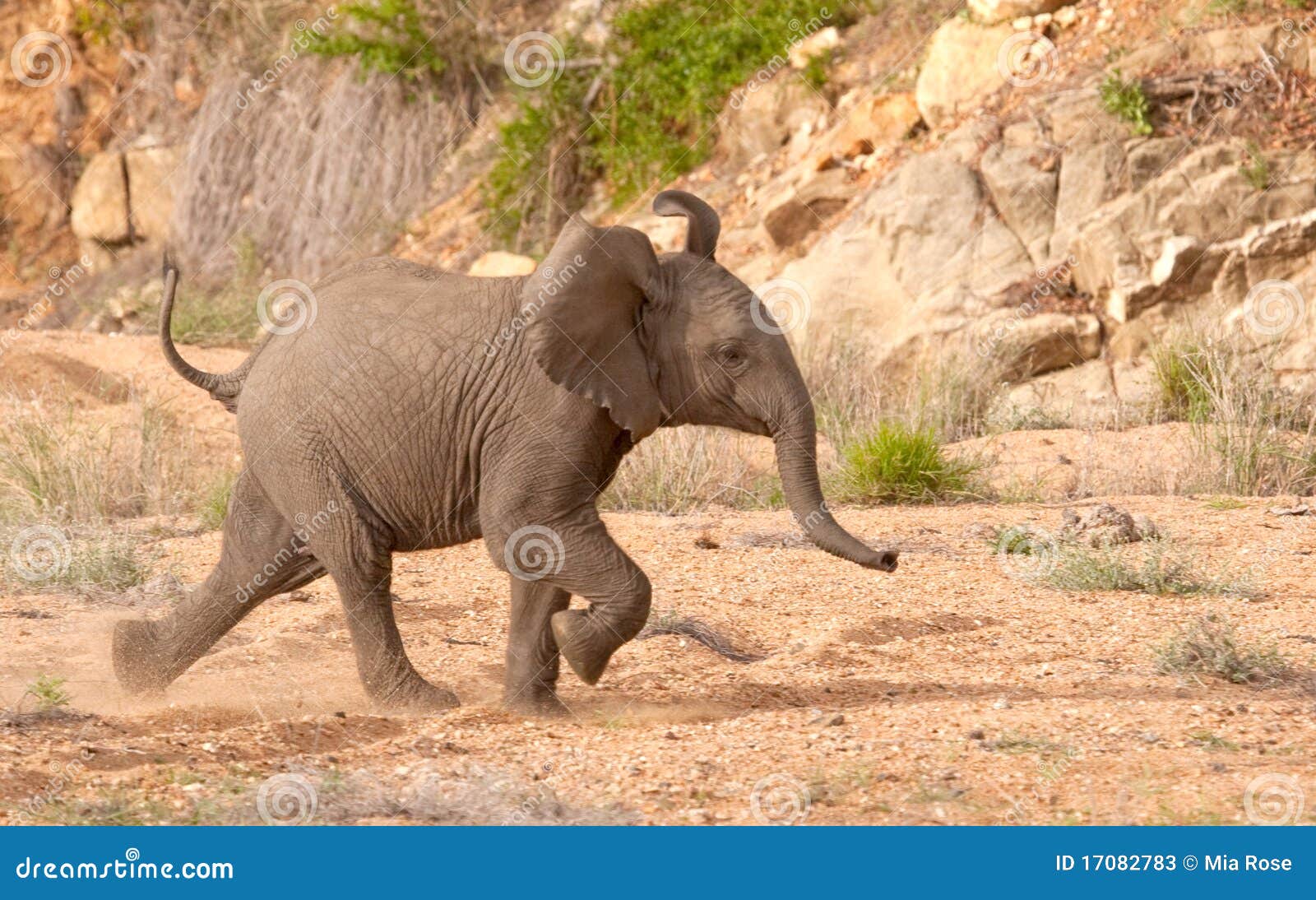 Elephant Calf Running stock image. Image of herbivore - 17082783