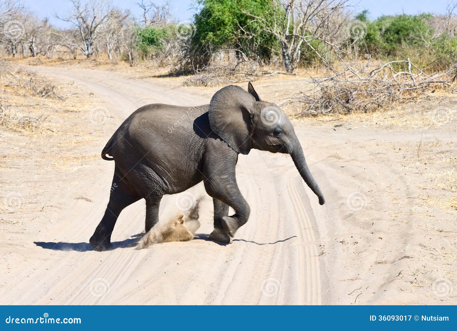 Elephant calf running stock image. Image of running, conservation ...