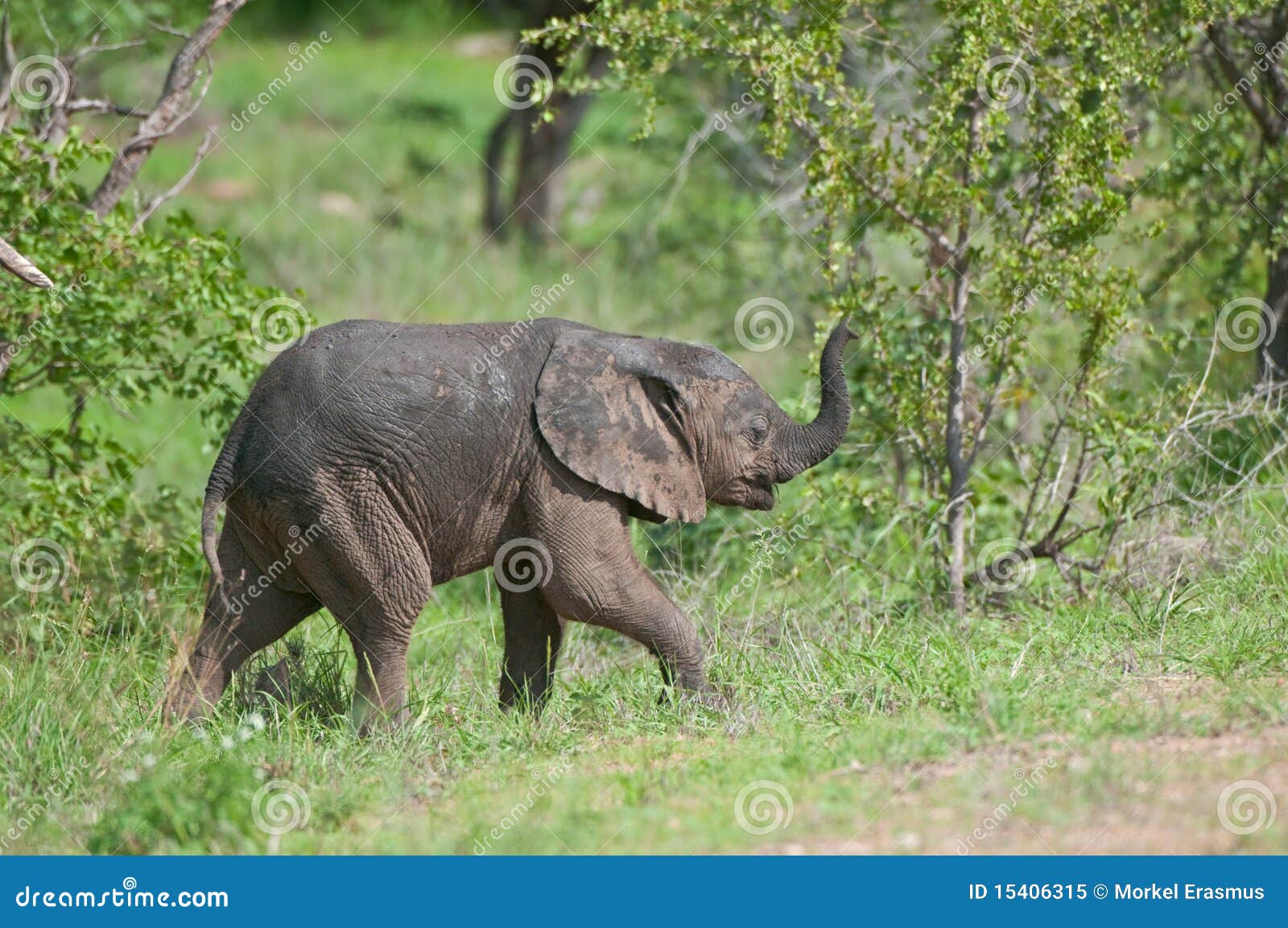 Elephant calf trumpeting stock image. Image of overcast - 15406315