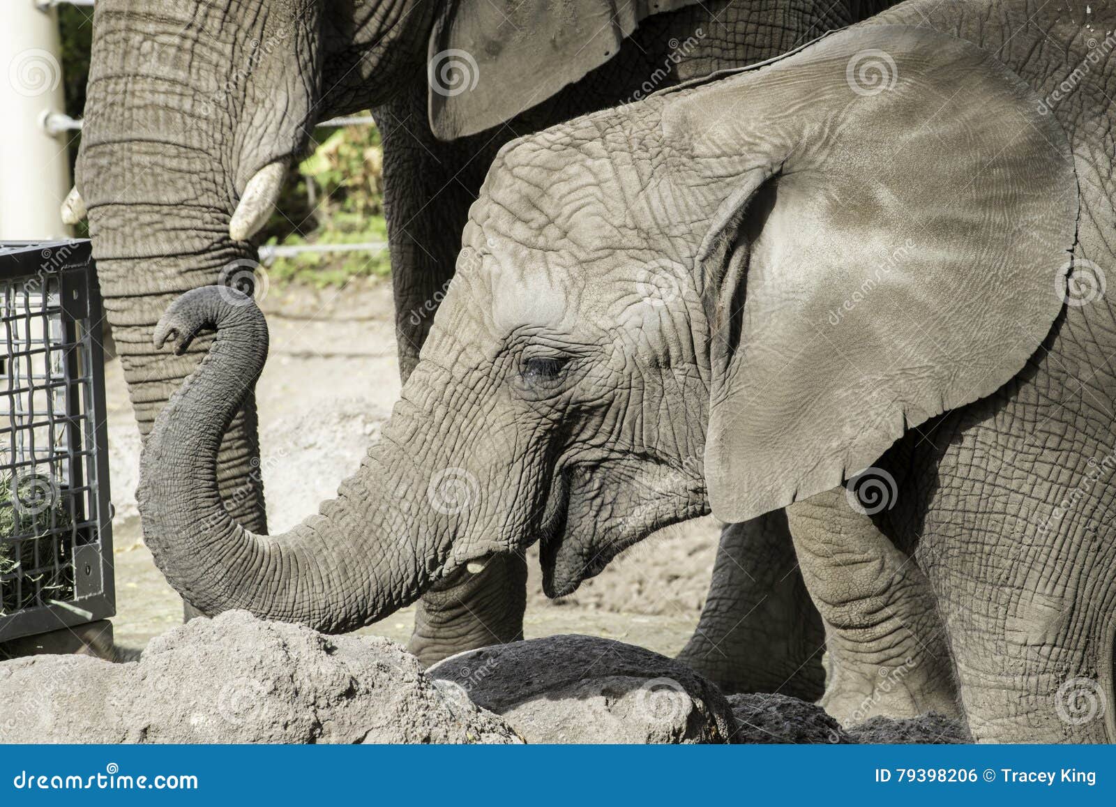 Elephant Calf with Trunk Raised Stock Photo - Image of hogle, king ...