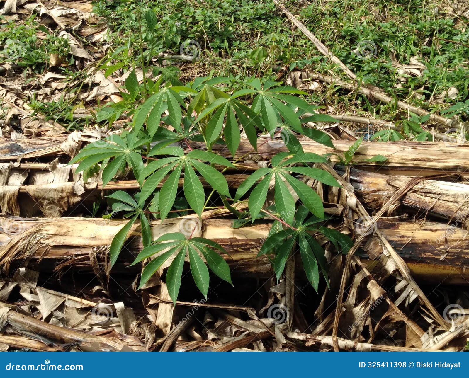 An Elephant Cassava Vegetable Plant, Located Around a Withered Banana ...