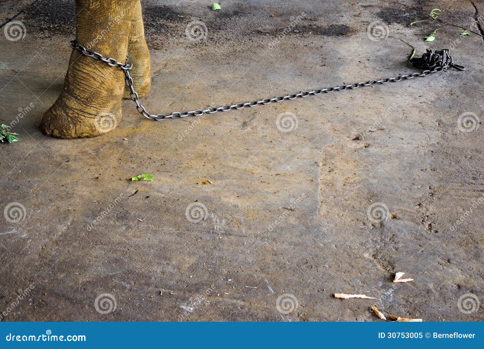 Elephant chain stock image. Image of lanka, animal, safari - 30753005