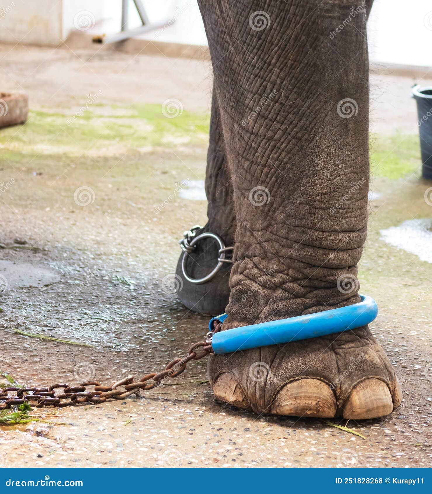 An Elephant Chained By The Neck In A Zoo Is Sunbathing Stock Photo ...