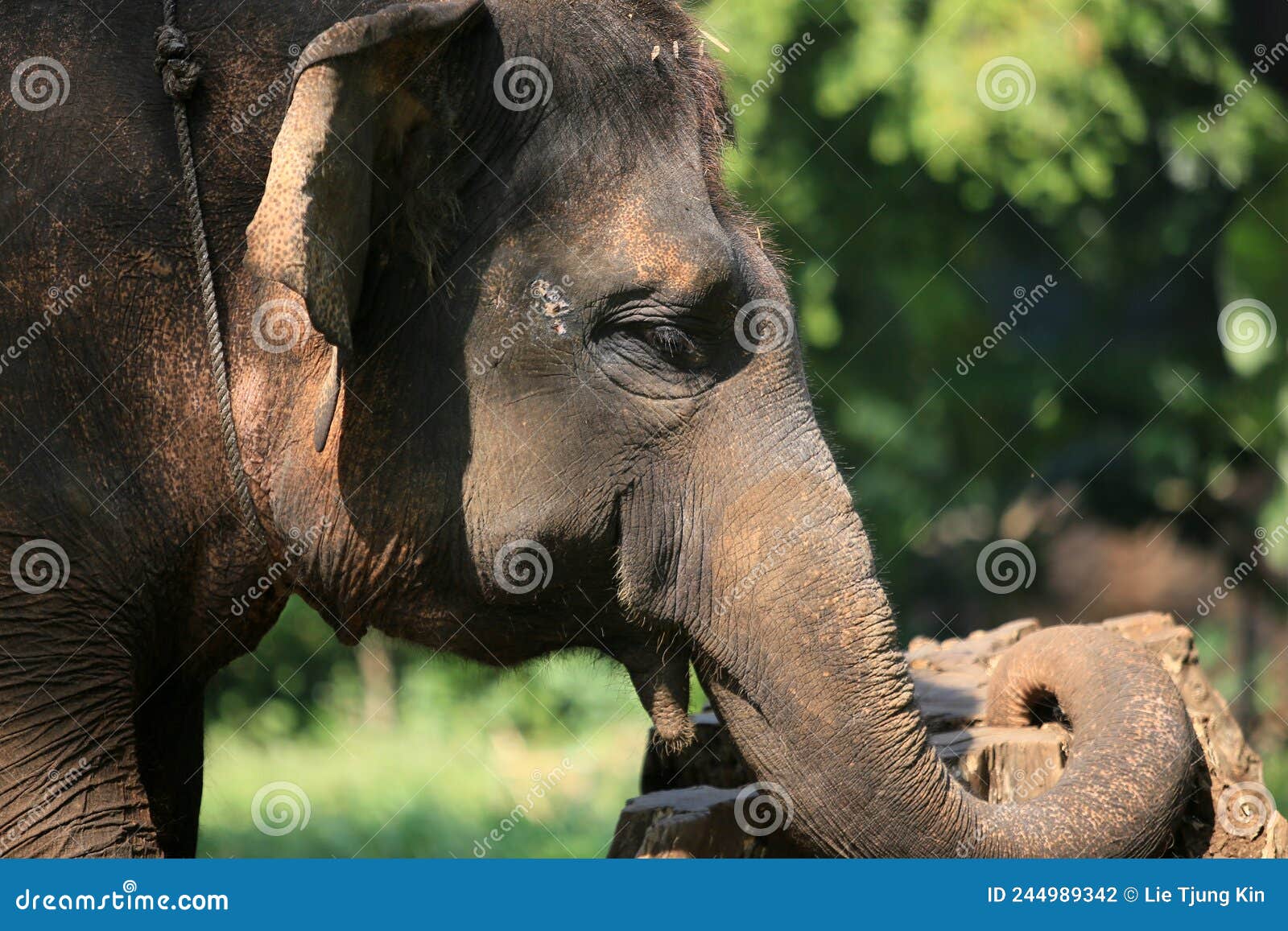 An Elephant Chained by the Neck in a Zoo is Sunbathing Stock Photo ...