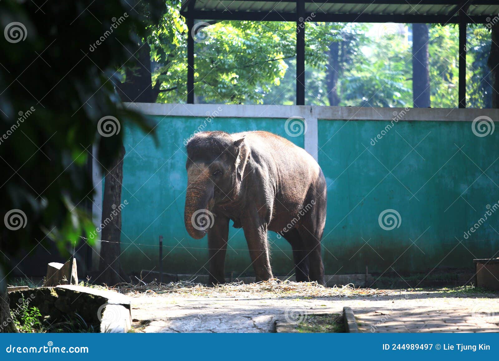 An Elephant Chained By The Neck In A Zoo Is Sunbathing Royalty-Free ...