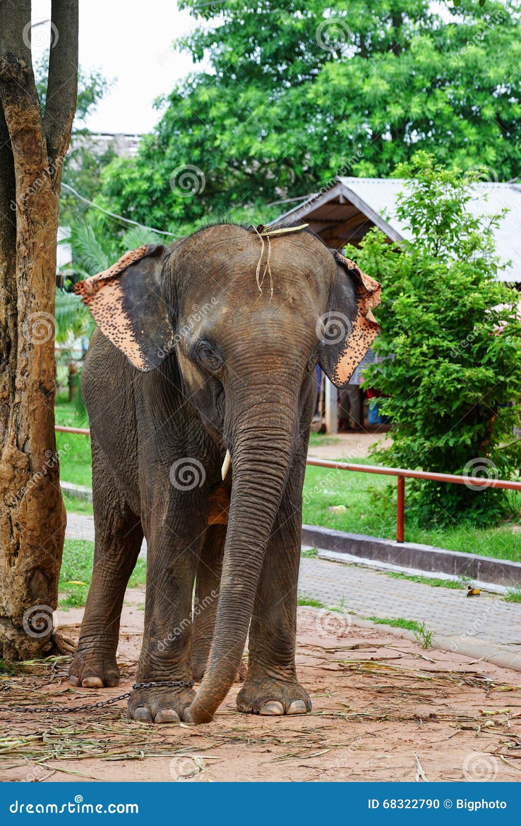 Elephant chained to tree stock photo. Image of asia, nature - 68322790