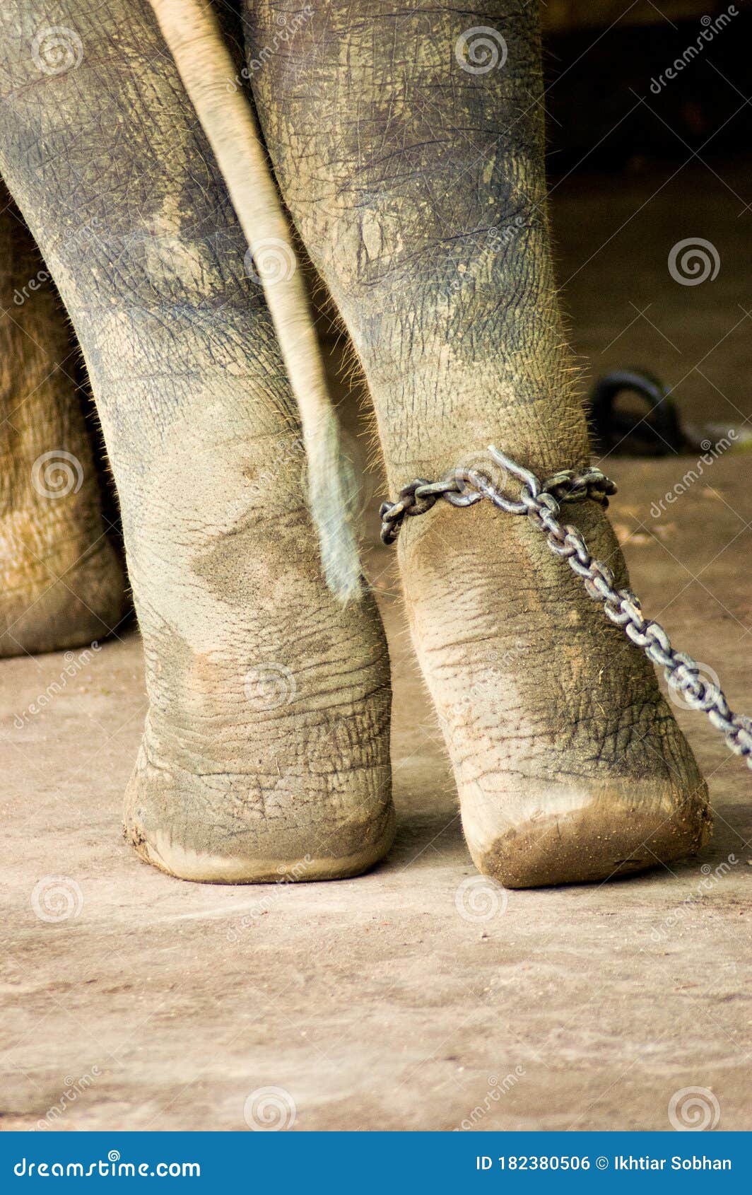 An Elephant Chained Using Metal Shackles Stock Photo - Image of nature ...